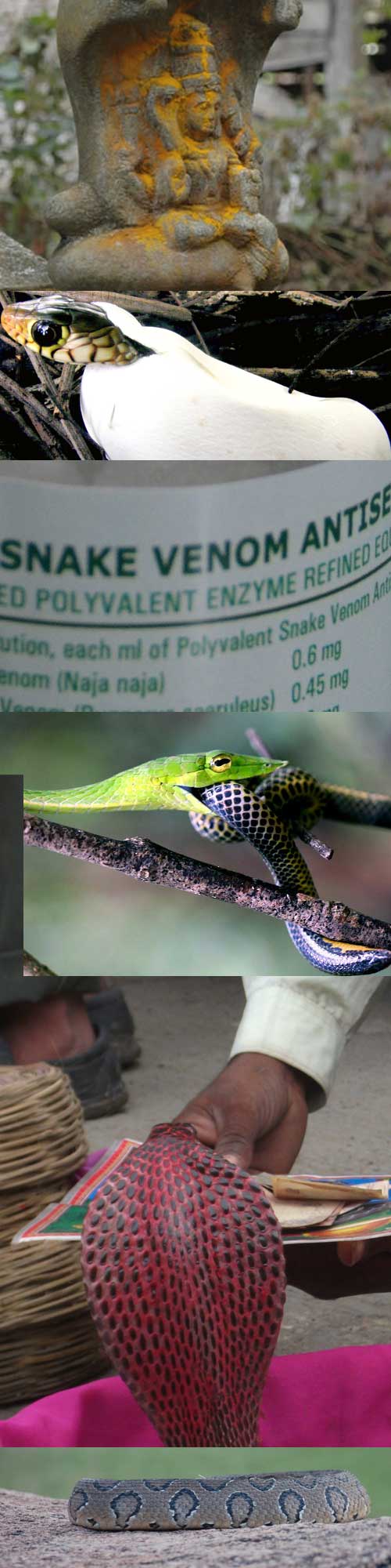 Indian Snakes - Indian Snakebite Initiative